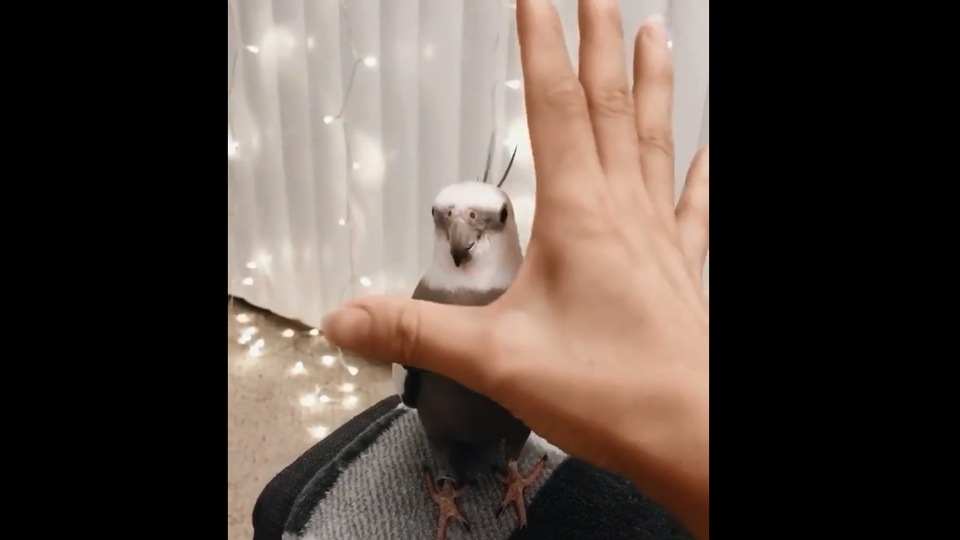 Wilbur the bird plays peekaboo with human. Video gets nearly 3 million ...