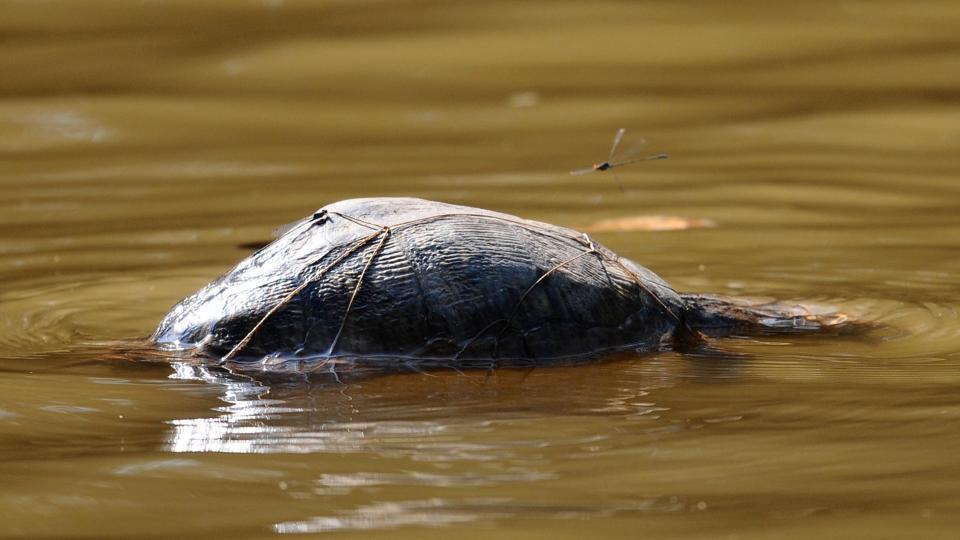 Tortoise caught in fishing net at Chandigarh’s Sukhna Lake | Hindustan ...