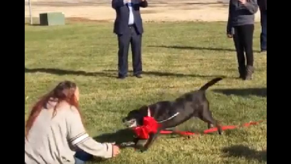 Doggo reunites with Michigan owners after 3 years in Illinois. Watch ...