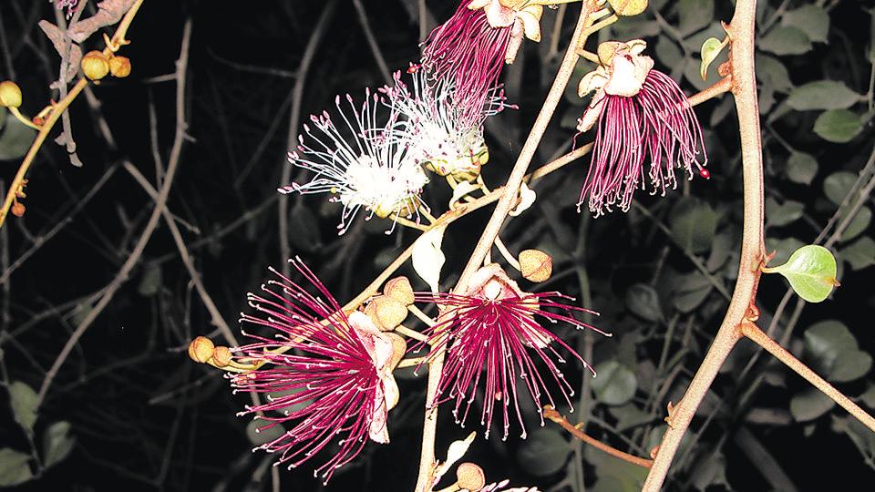 A guide to explore the rich and rare flora of Vetal tekdi in Pune ...