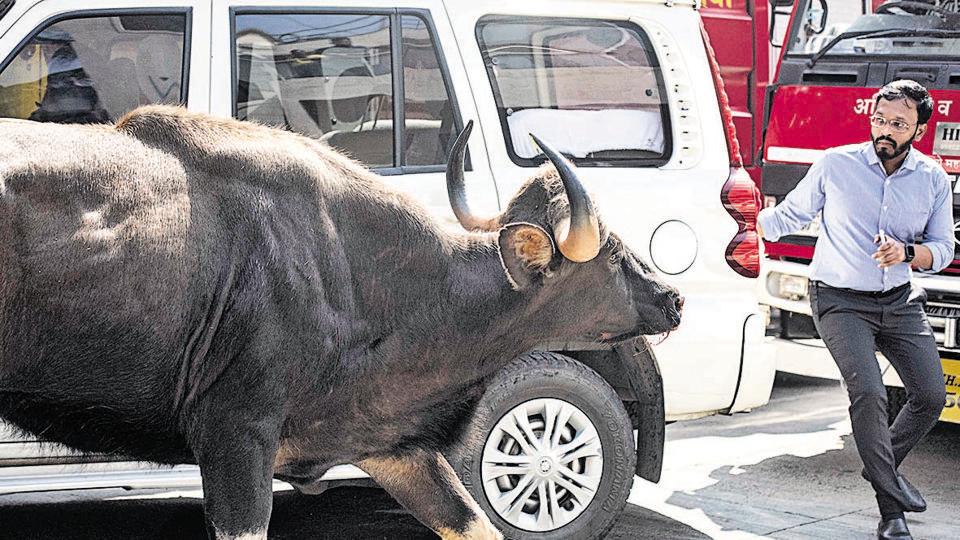 Civic sense among onlookers could have saved the gaur, says Pune forest ...