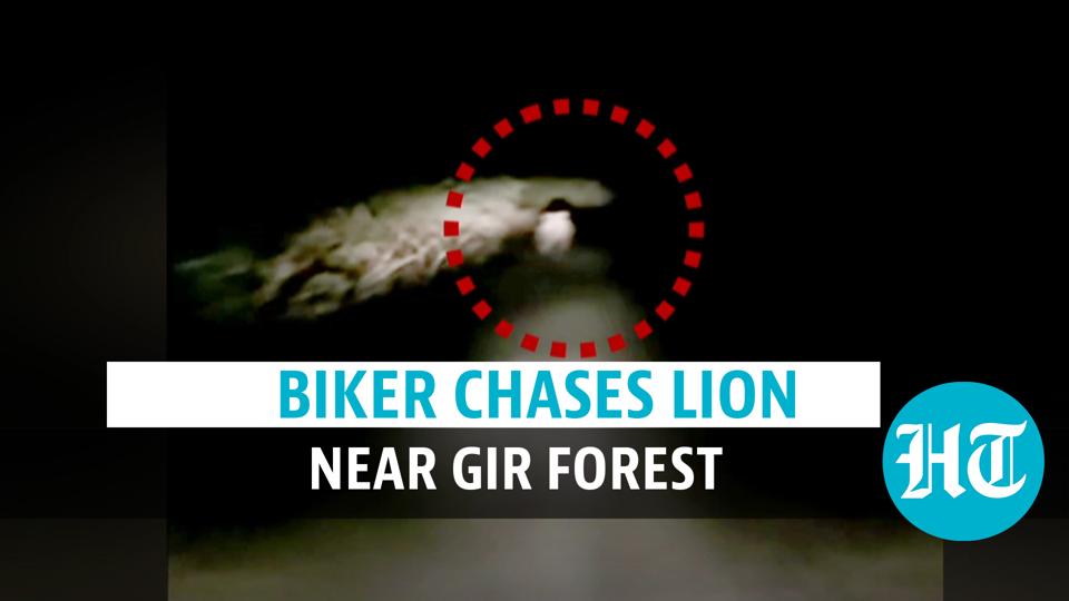 Watch: Biker chases lion near Gujarat’s Gir forest; two held ...