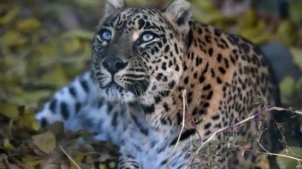Leopard ‘Sachin’ dies of heart attack at safari park in Bengal | Latest ...