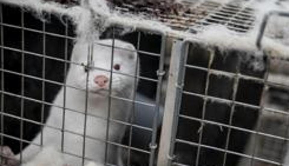 Denmark to dig up millions of dead mink after rushed cull | World News