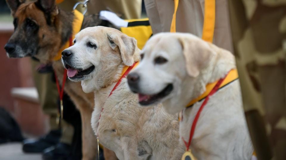 Eight of CISF’s trusted four-legged warriors retire | Latest News Delhi