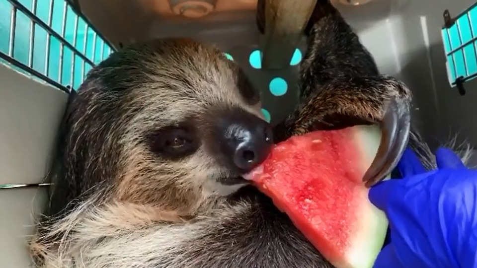 Zoo shares ‘favourite animal antics from 2020’ video. Have you seen it ...