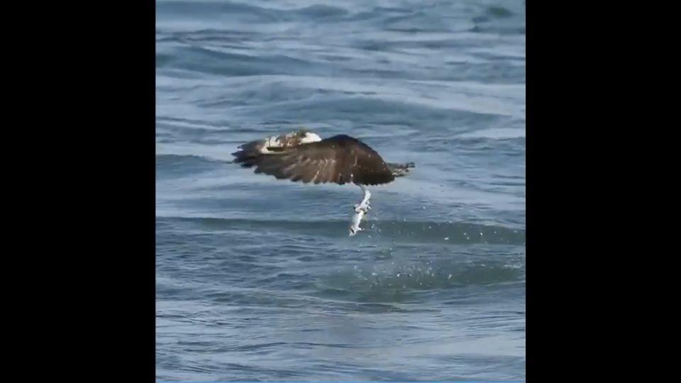 Norwegian diplomat shares fascinating video of bird catching its prey ...