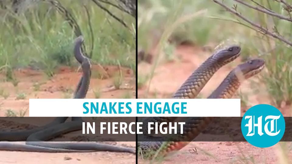Watch: Two snakes engage in fierce fight to prove dominance, video goes ...
