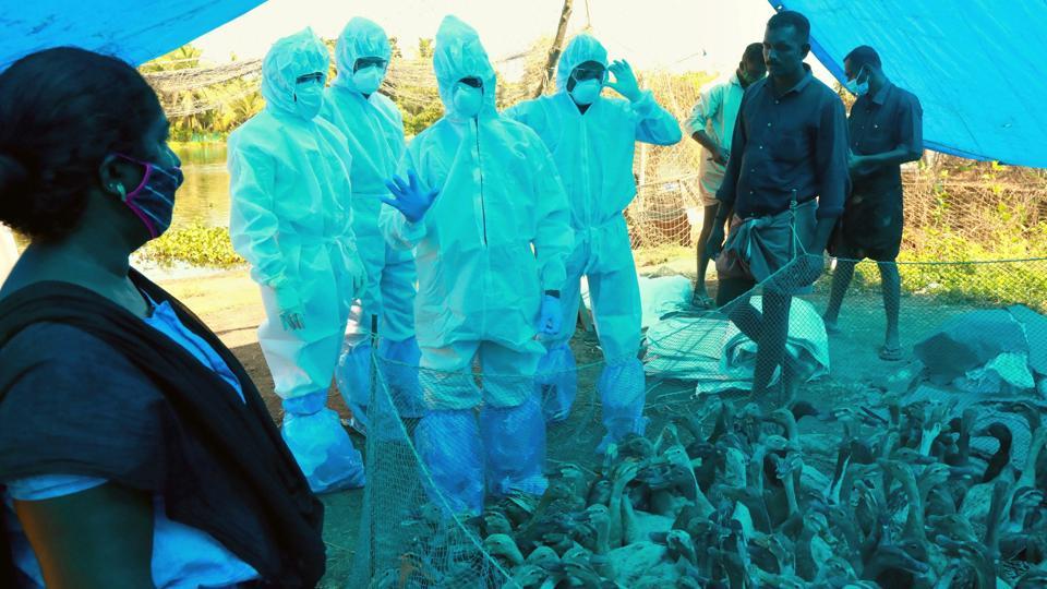 Amid bird flu scare, poultry from southern states banned in MP, control ...