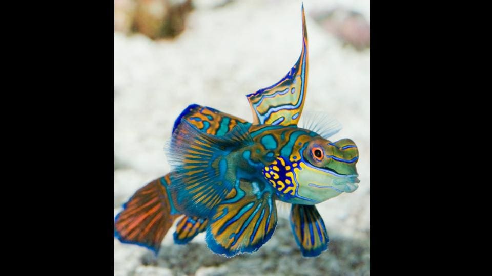 Pictures of exquisite blue-hued fish show why nature is called the ...