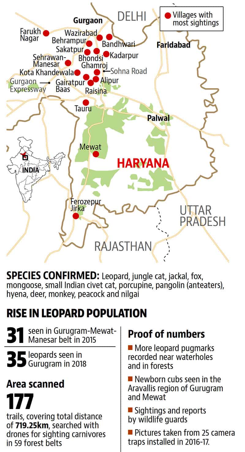 From leopards to krait, Aravalli drone mapping reveals 20 wildlife ...