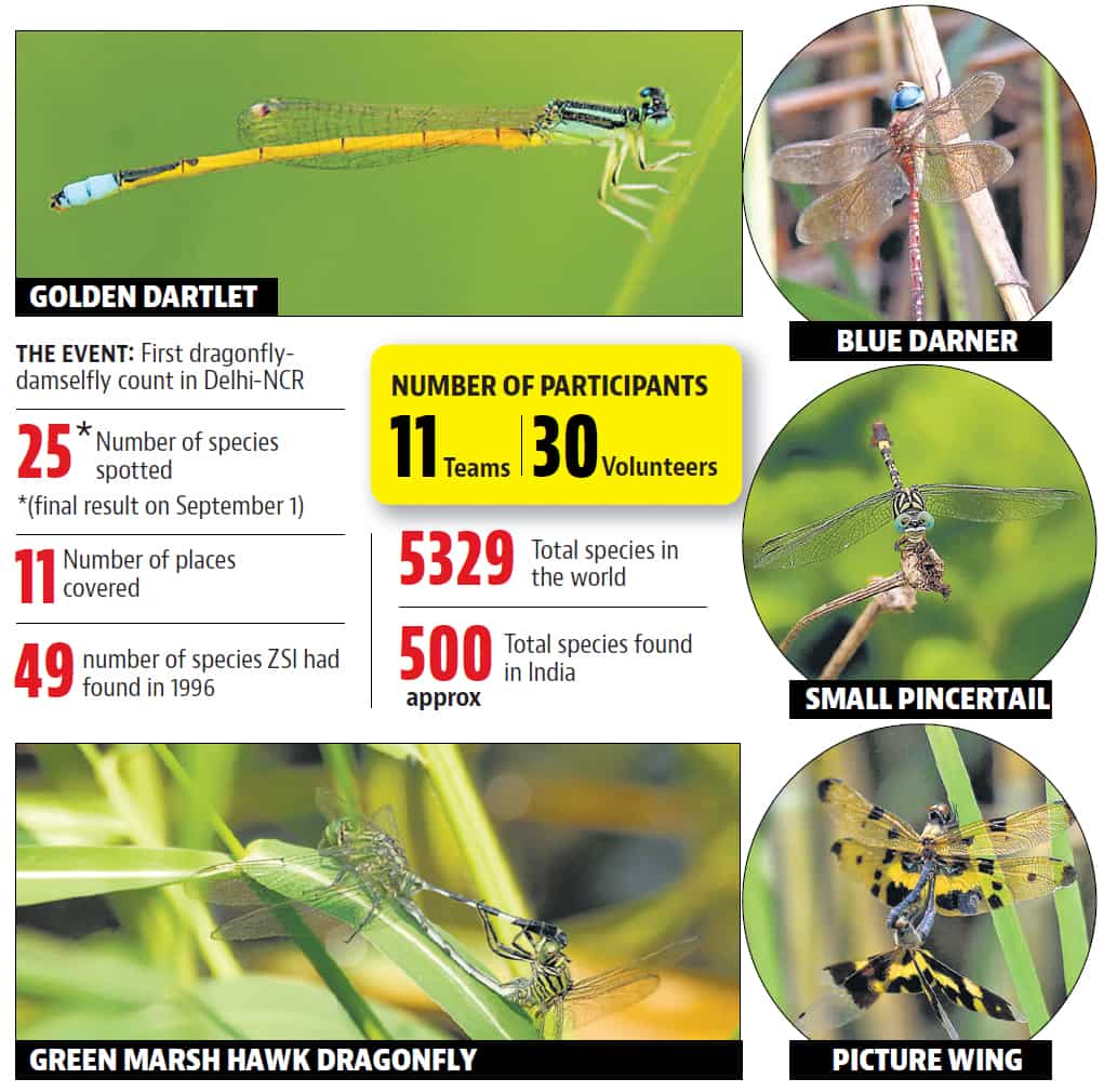 25 species spotted in Delhi’s first dragonfly-damselfly count | Latest ...