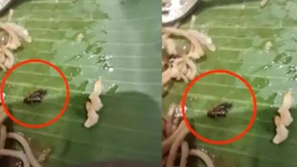 Cockroach noodles : கரப்பான் பூச்சி நூடுல்ஸ்.. வாடிக்கையாளர் அதிர்ச்சி.!