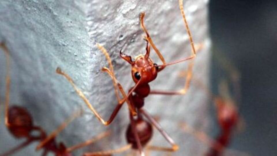 ant attack-ஒடிசாவில் விஷ எறும்பு தாக்குதல்: வீடுகளில் இருந்து ...