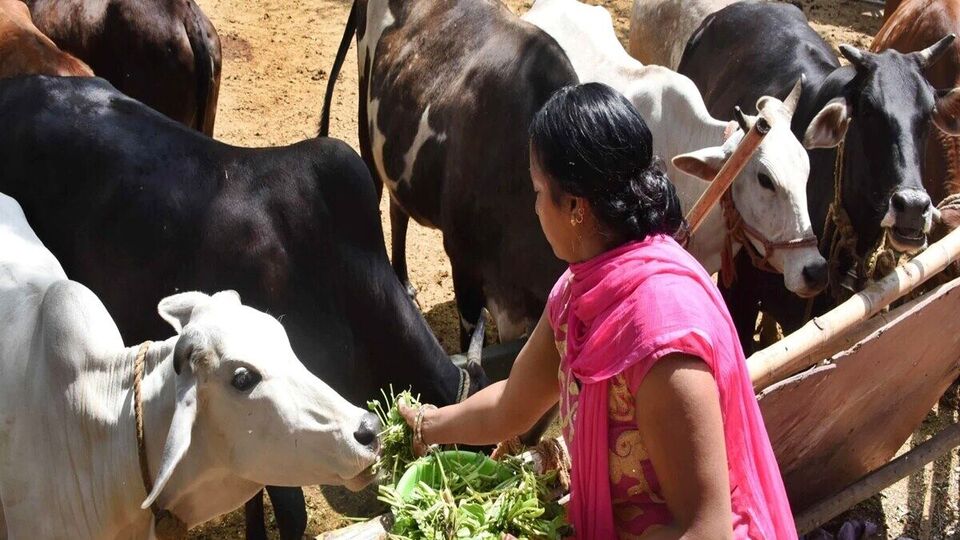 Cow national animal: பசுவை தேசிய விலங்காக அறிவிக்க கோரிய மனு தள்ளுபடி