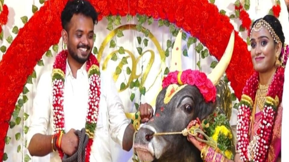 Manamadurai Wedding: ‘காளை, சேவல், நாய்கள்’ தங்கைக்கு வினோத சீர் தந்த ...