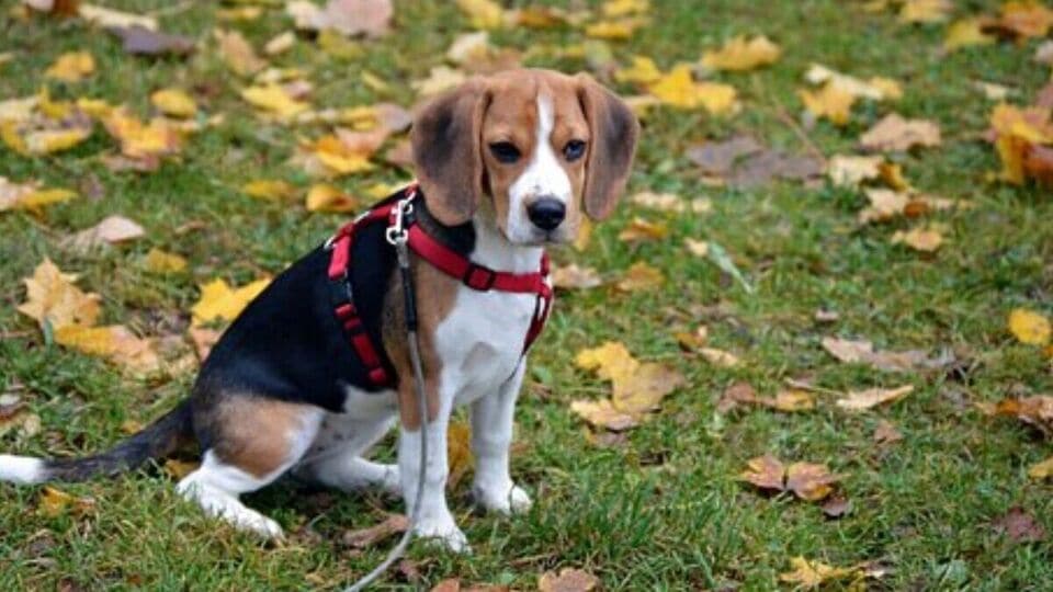 “செல்லப் பிராணியை வளர்த்தால் வரி செலுத்தனுமா!" கொந்தளிக்கும் உரிமையாளர்கள்