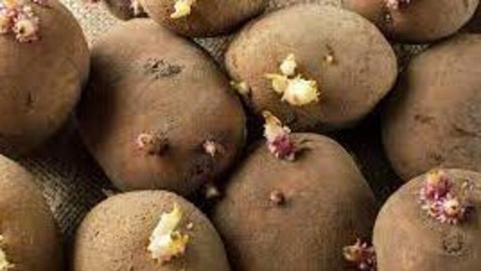 Evil Foods: முளைவிட்ட உருளைக்கிழங்கை சாப்பிட்டால் வரும் தீங்குகள்