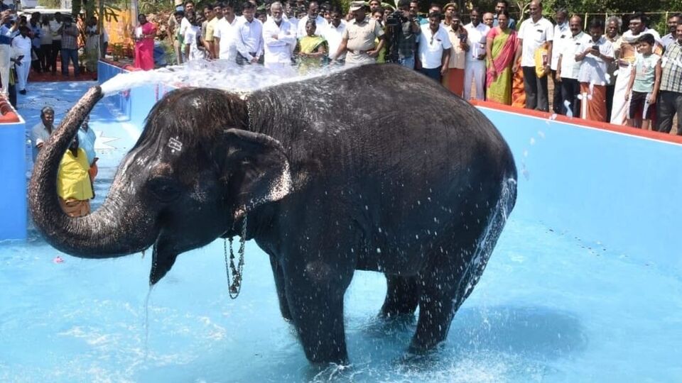 Perur: கல்யாணி குளிக்க பிரம்மாண்ட குளியல் தொட்டி - குதூகலிப்பில் கல்யாணி
