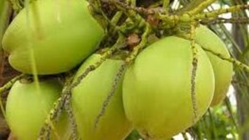 ஊட்டத்து நிறைந்த சுவையான இளநீர் பொங்கல் செய்முறை