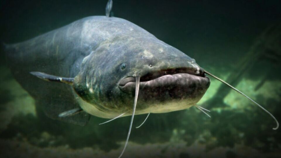 Catfish: அருணாச்சலில் கண்டறியப்பட்ட புதிய வகை கெளுத்தி மீன்