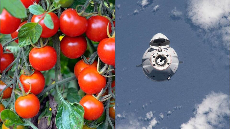 Tomatoes Grown In Space: விண்வெளியில் தக்காளி விளைச்சல் அமோகம்..விரைவில் பூமிக்கு வருகிறது ...