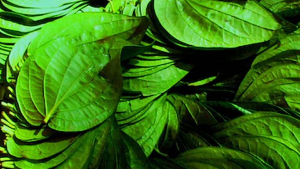 Kumbakonam Vetrilai: பாரம்பர்ய பெருமை கொண்ட கும்பகோணம் வெற்றிலை!