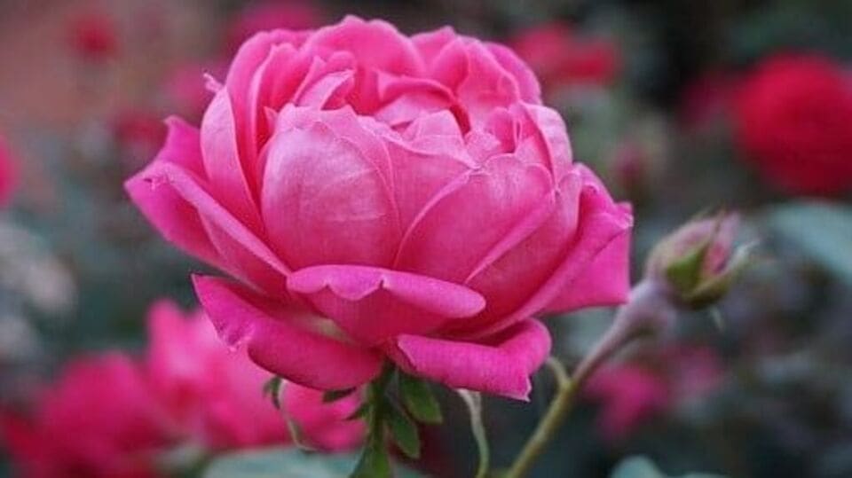 Summer Rose Plant Care: கோடையில் ரோஜா இதழ்களை பாதுகாப்பது எப்படி ...