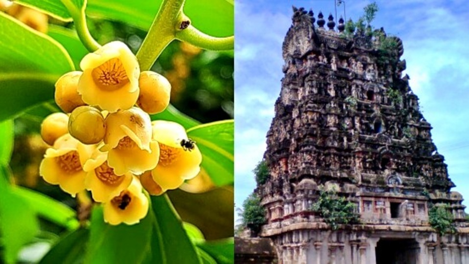 Uthavedeeswarar: குத்தாலத்தில் அதிசய உத்தால மர பூக்கள் - ஐந்து ...