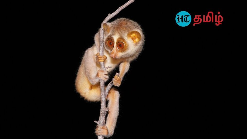 HT Special: ‘இடையப்பட்டி கோயில் காடும்.. இலங்கை தேவாங்கும்..’ கடம்பவன ...