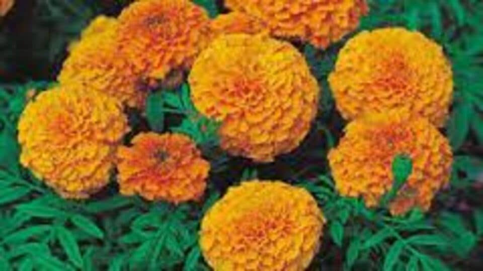 Herbal Flowers: மலர் மருத்துவத்தில் சிறந்த செவ்வந்திப் பூவின் ...