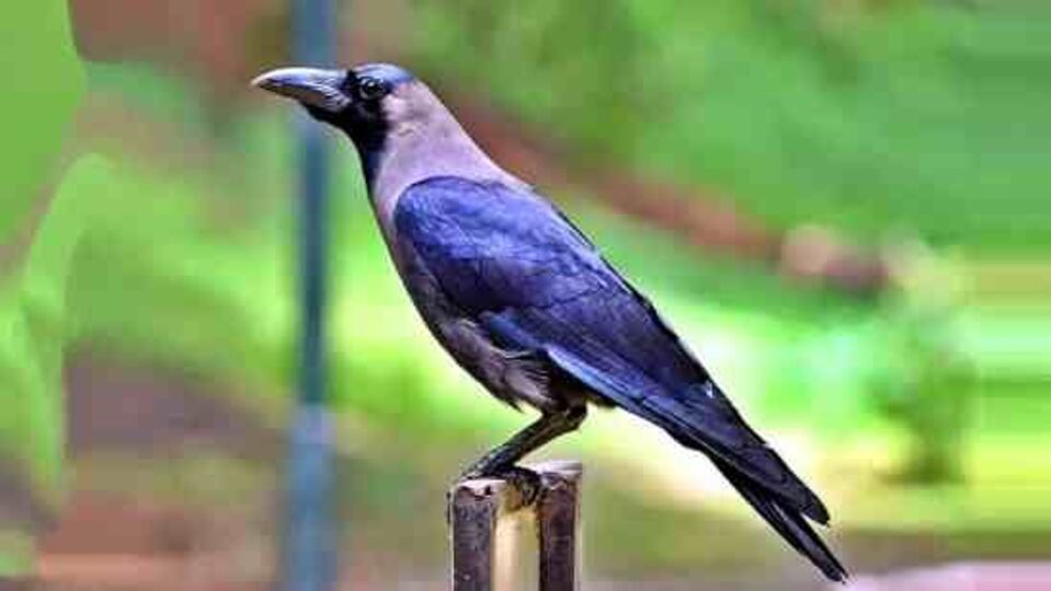 Crows: காகத்திற்கு உணவளித்தால் இத்தனை நன்மைகளா..!