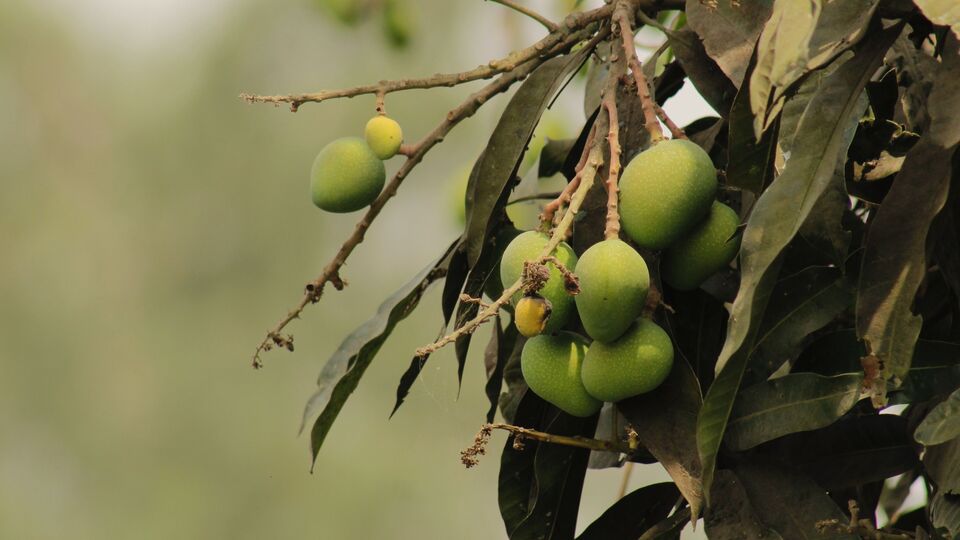 Vasthu Tree : இந்த மரங்களை வீட்டில் வளர்க்காதீங்க.. நமக்கு தான் ஆபத்து ...