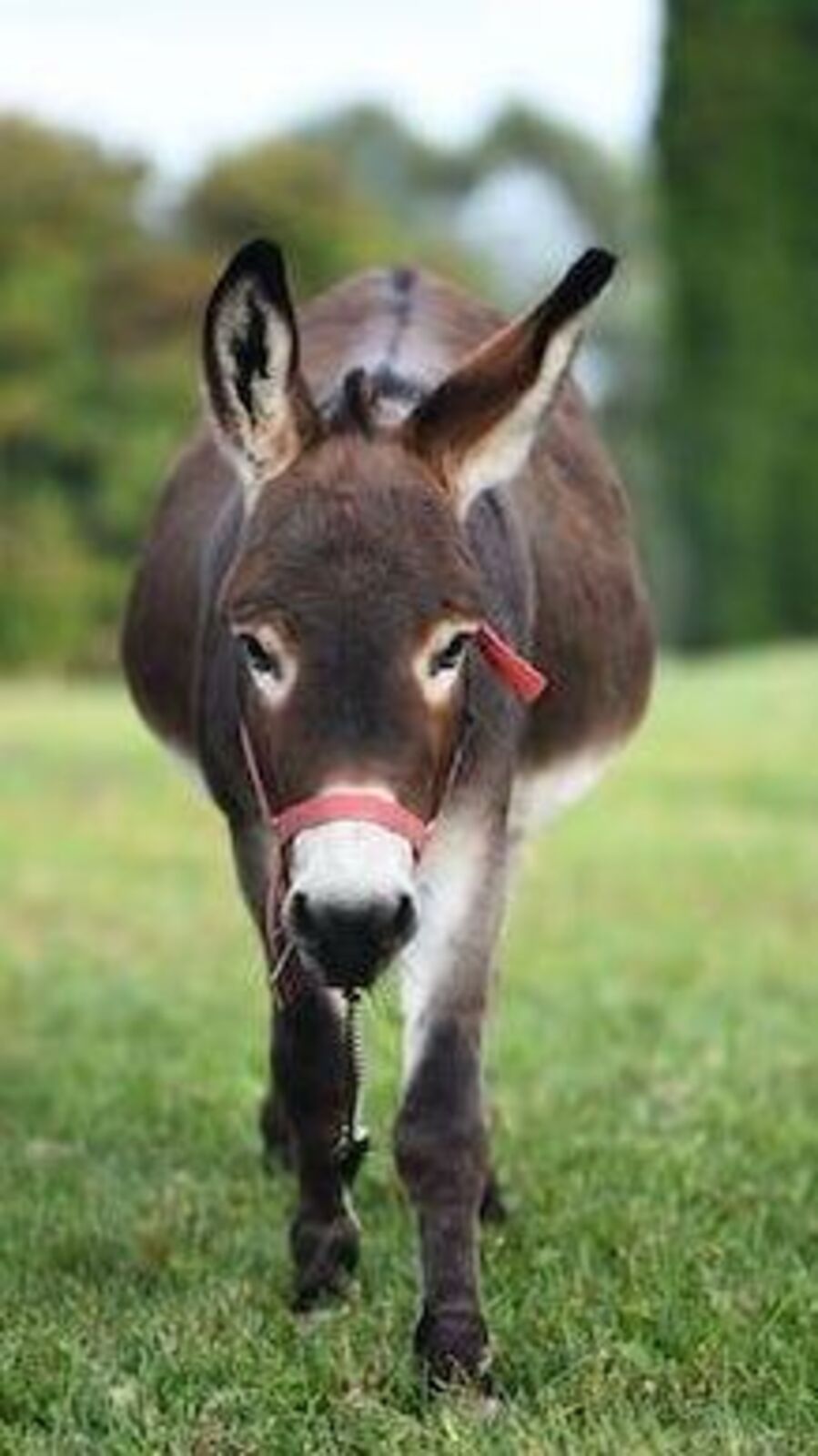 Donkey Milk: கொழுப்பைக் கரைக்கும் கழுதைப்பால்