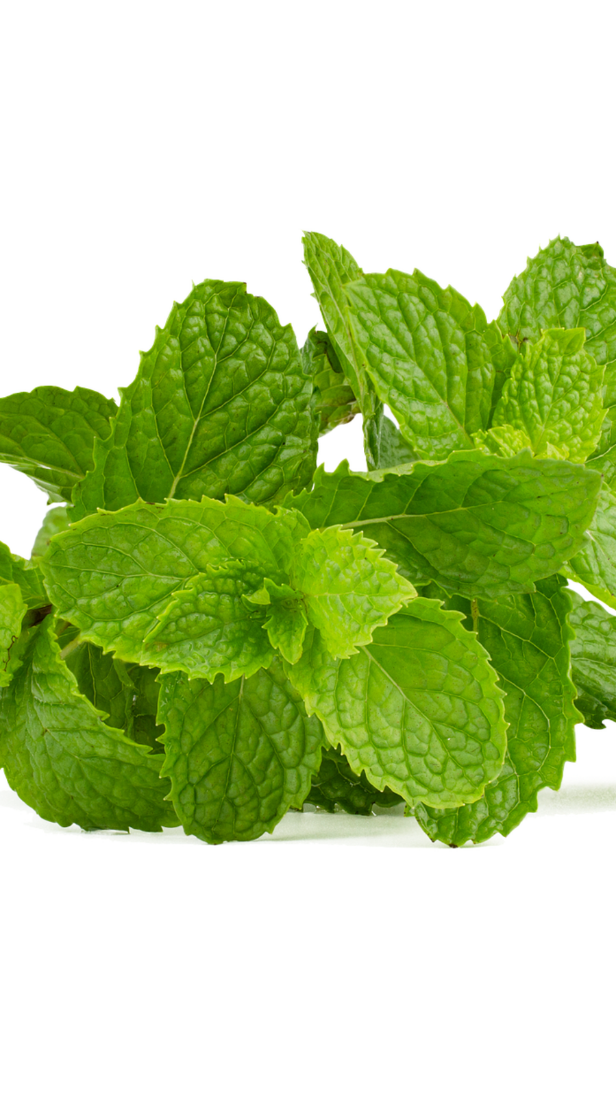 Mint Leaves: புதினாவின் அற்புதமான மருத்துவ பயன்கள்!