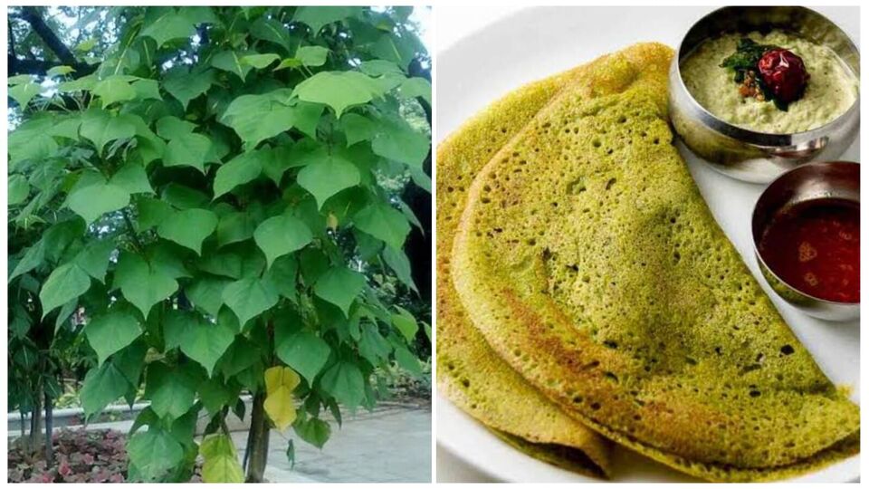 Mullu Murungai Dosai: ஆண்மையை அதிகரிக்கும் மொறு மொறு முள்ளு முறுங்கை ...