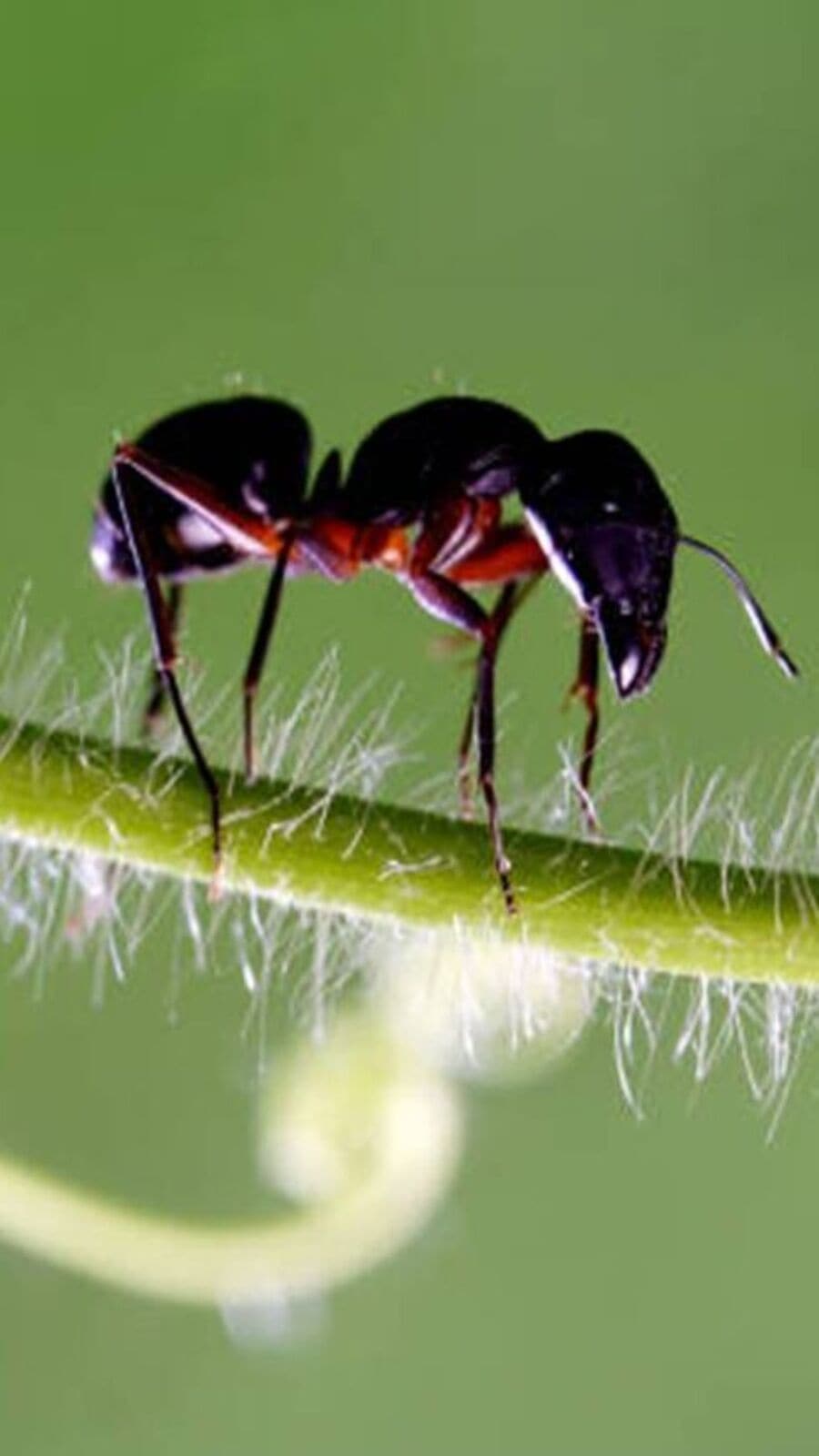 எறும்புகள் பற்றி தெரியாத 10 விஷயங்கள் இதோ..!