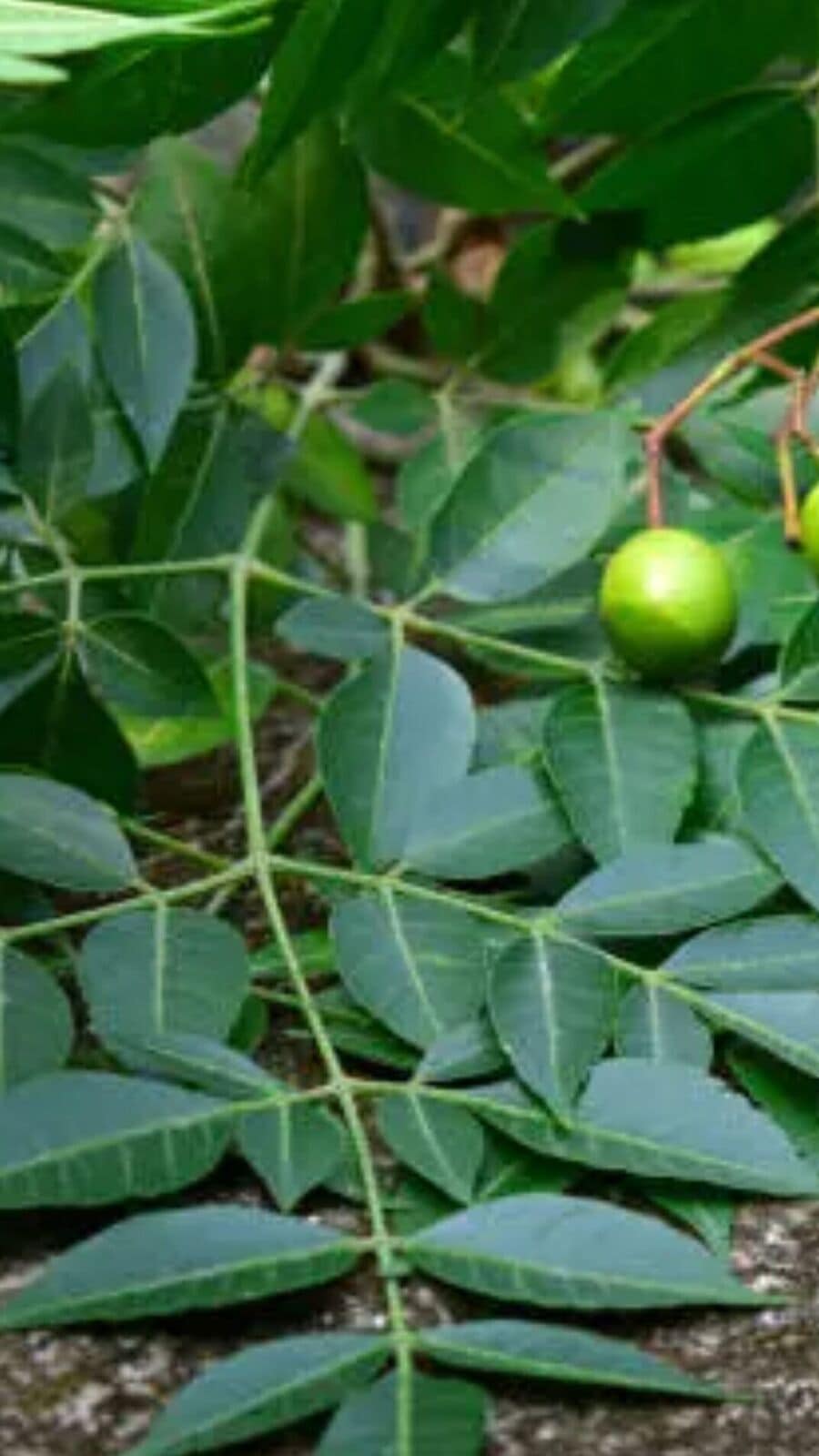 Veppilai Payangal: வேப்பிலையில் உள்ள மருத்துவ குணங்கள்