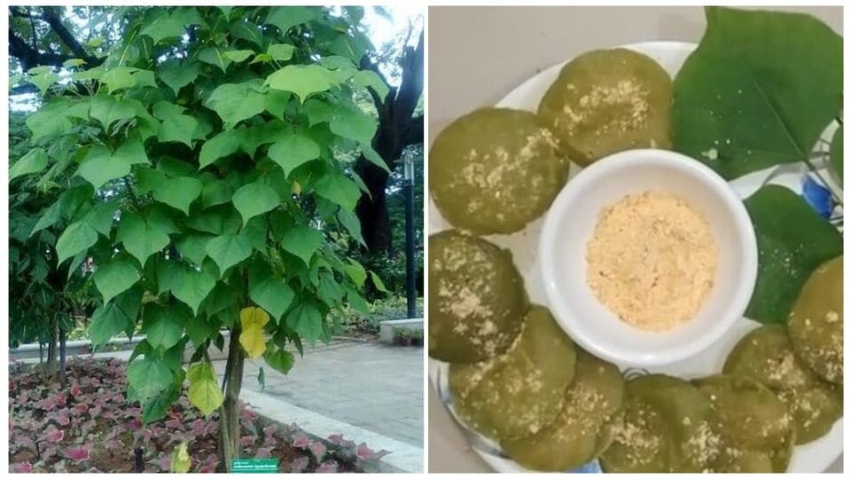 Mullu Murungai Vadai: சளி இருமலை தீர்க்க உதவும் மதுரை ஸ்டெயில் முள்ளு ...
