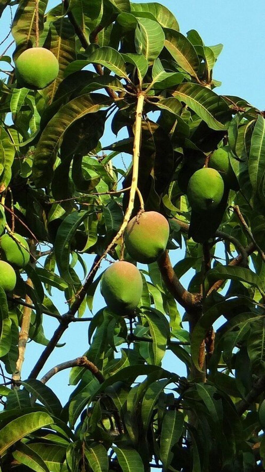 Vasthu Tree : வாஸ்து படி இந்த மரங்களை வீட்டில் வளர்க்காதீங்க..
