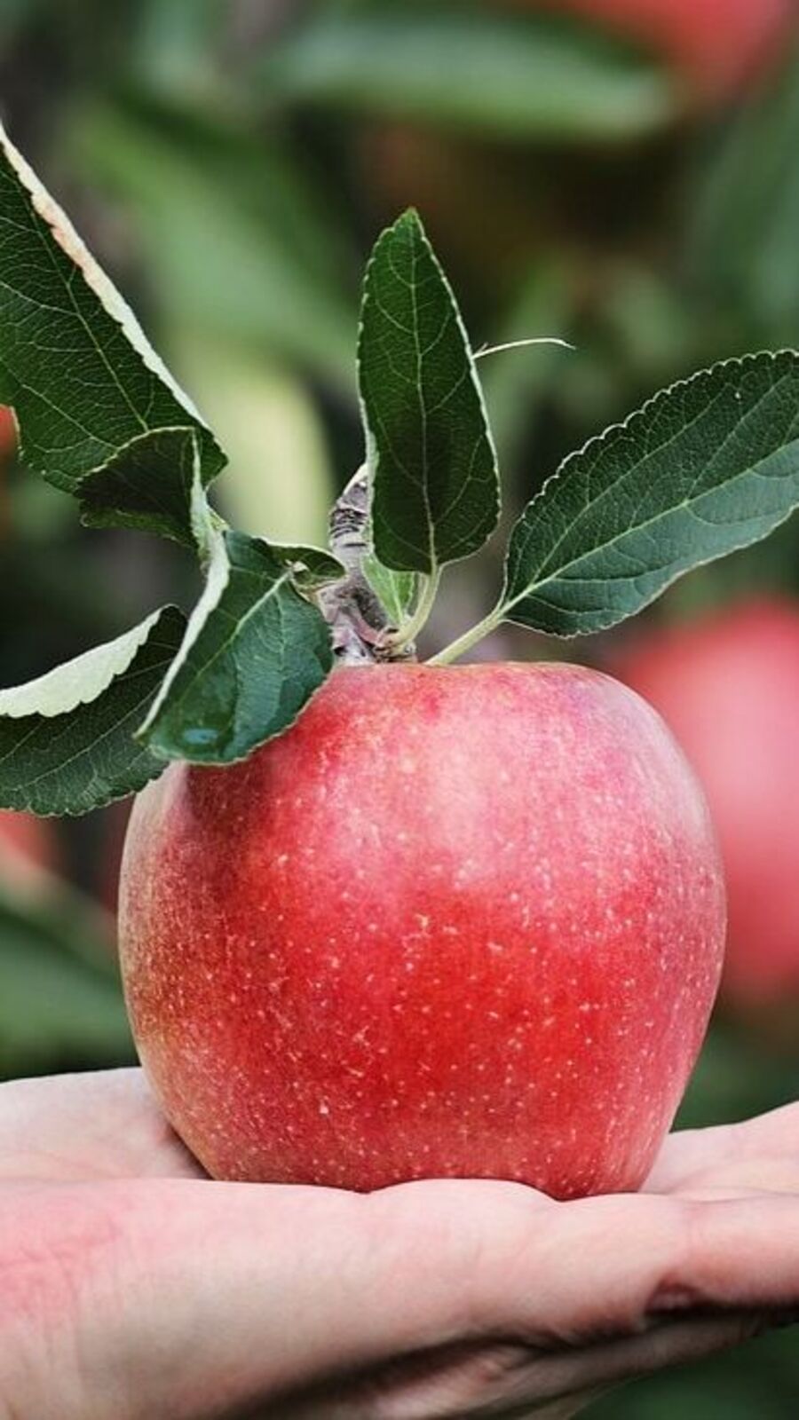 மிஸ் பண்ணிடாதீங்க தினம் ஒரு ஆப்பிள் போதும்