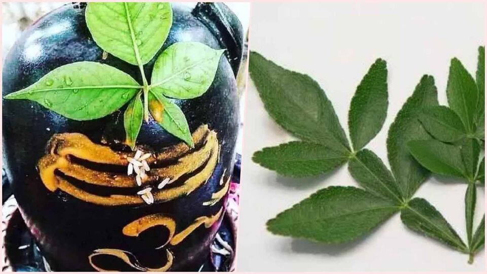 Vilvam : பிரபஞ்சத்தின் ஆற்றலை தரும் வில்வம்! வில்வத்தின் அதிர்வலைகள் ...