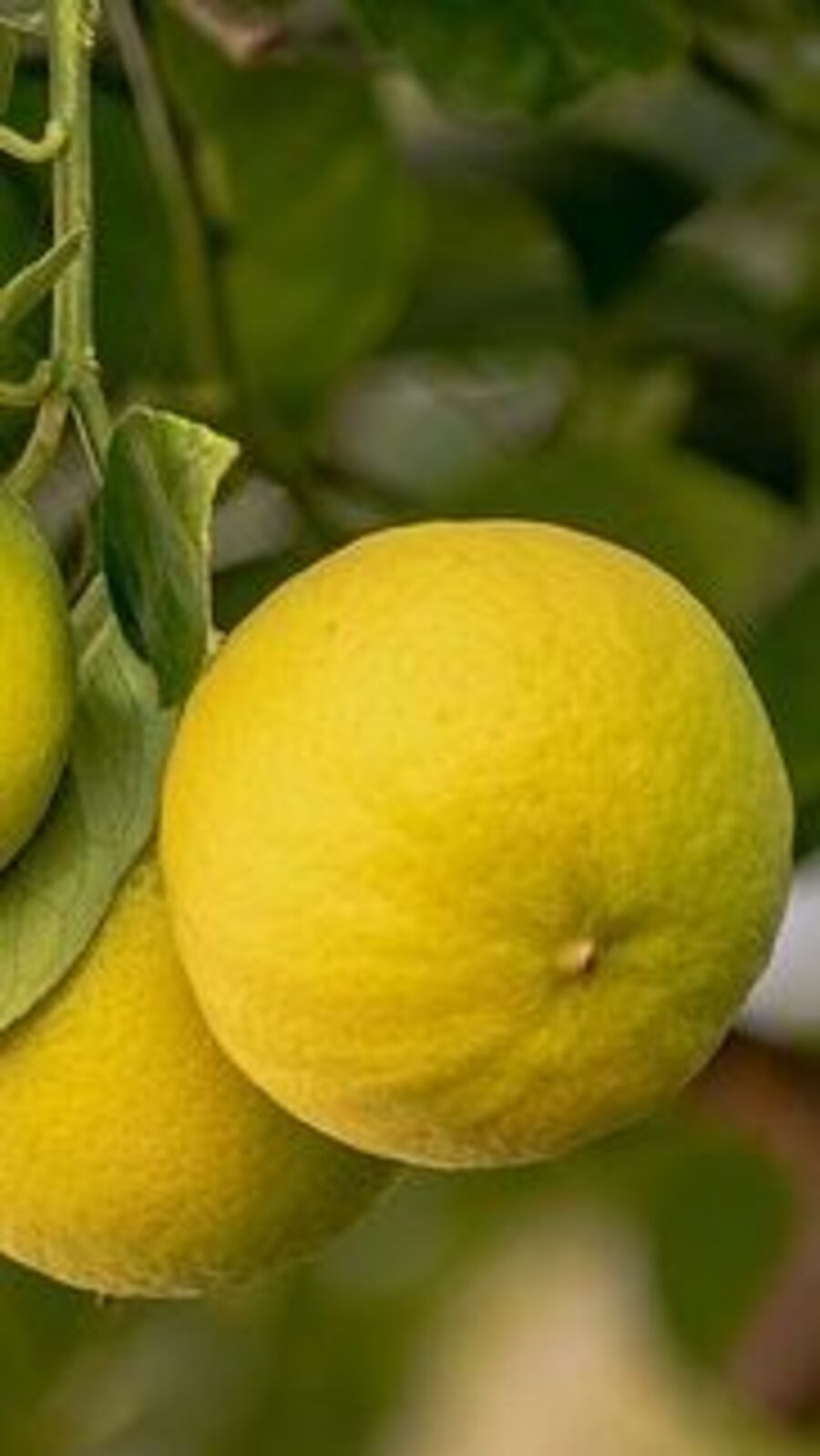 எலுமிச்சையில் இத்தனை நன்மைகளா