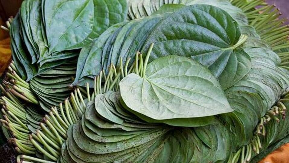 Betal Leaf: வயிற்று வலி முதல் நெஞ்சுவலி வரை சரி செய்யும் அபூர்வ மருந்து ...