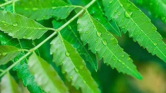 Diabetes: சர்க்கரை நோயைக் கட்டுப்படுத்த வேப்ப மரத்தின் இந்த பொருள் ...