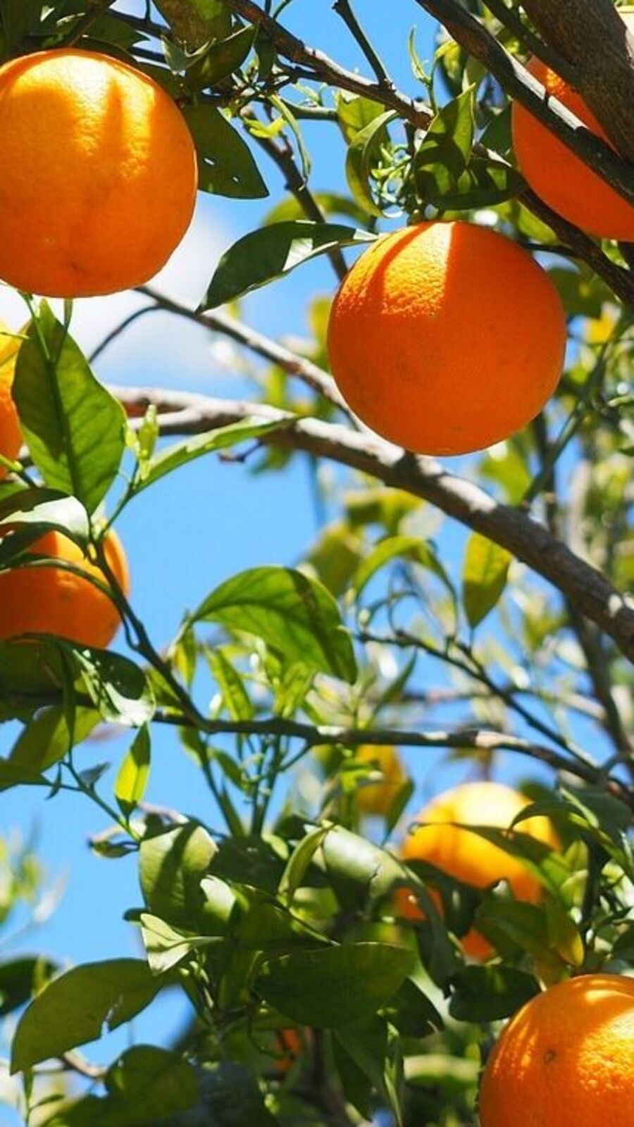 ஆரஞ்சு பழம் அறிந்ததும் அறியாததும்