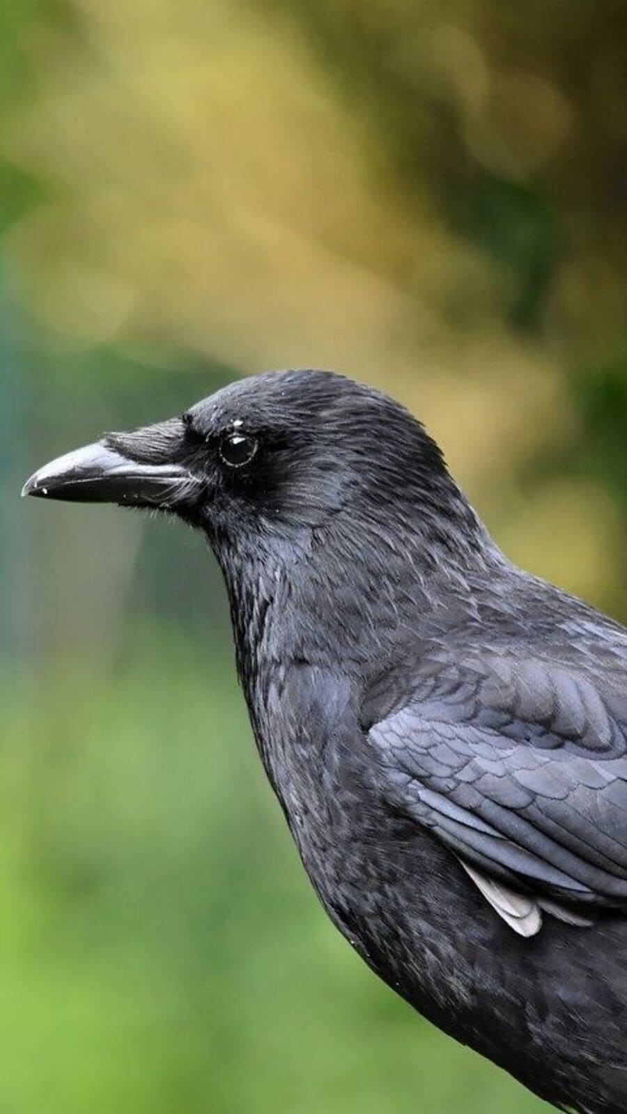 Crow Sound: எந்த திசையில் காகம் கத்தினால் என்ன பலன்?