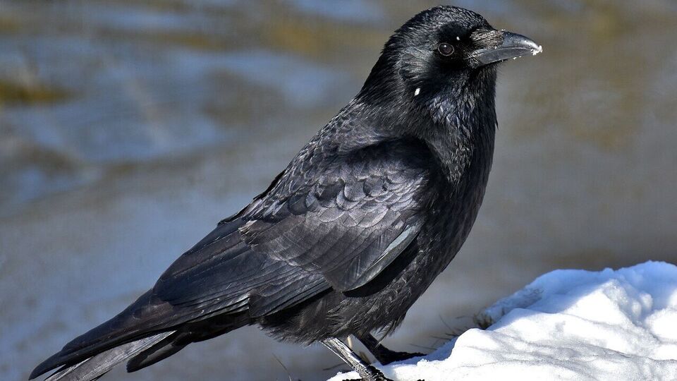 Crow Sound: இந்த திசையில் இருந்து காகம் கத்தினால் பொருள் லாபம் பெருகும்