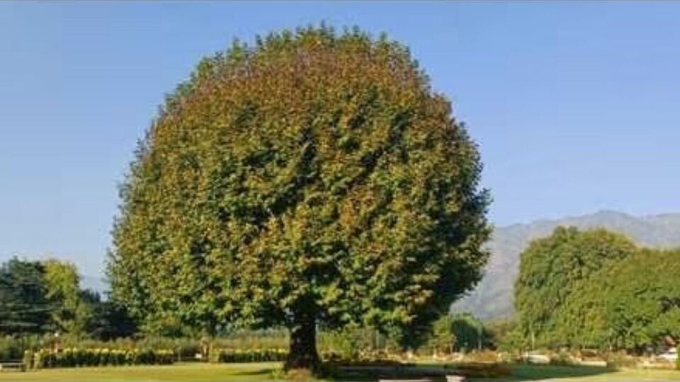 Tree Research : மரங்கள் பேசும் மொழி என்ன தெரியுமா? ஆராய்ச்சியில் ...