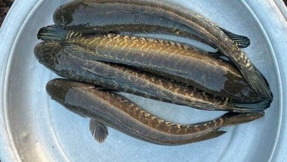 Murrel Fish Benefits: அடேங்கப்பா..!சுவை மட்டுமல்ல, உடலுக்கு எக்கசக்க ...